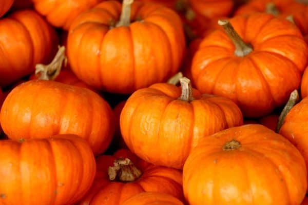Is Pumpkin Low Carb: Find out the Carbs in Pumpkin! - I'd Rather Be A Chef